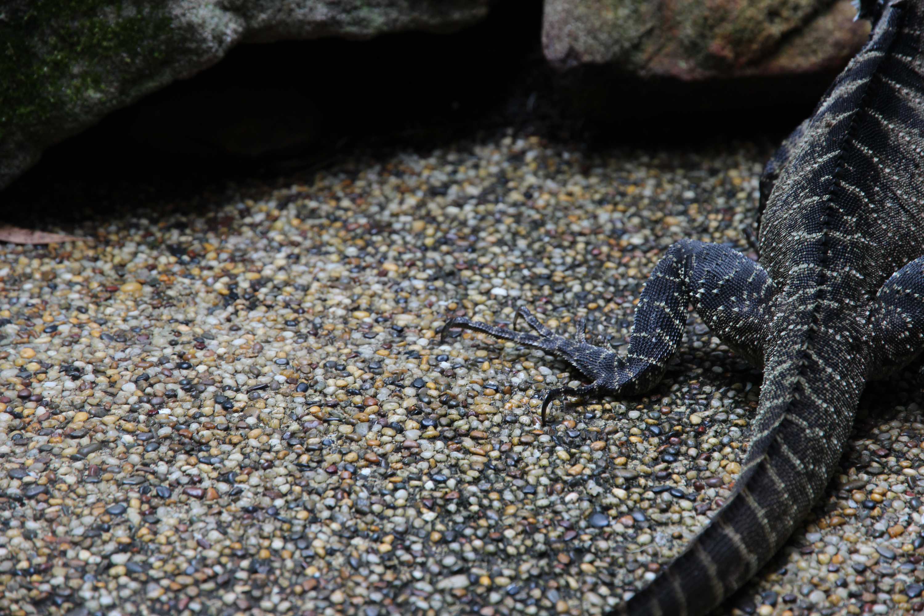 Suburban pool conversion provides a home for eastern water dragons ...