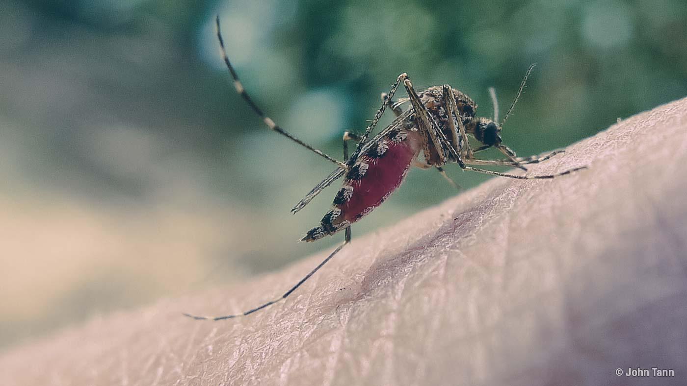 Mozzie Season - Behind The News