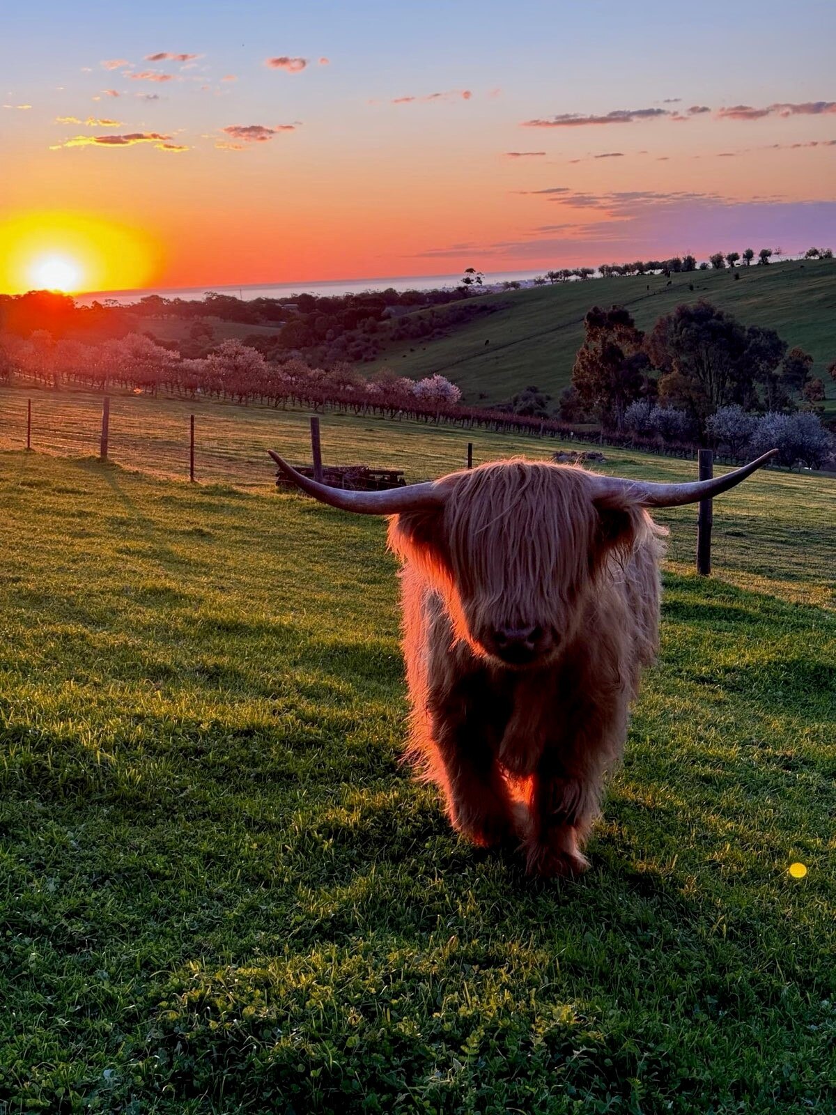 No bull, another bovine is missing! Bull feared stolen from Onkaparinga ...
