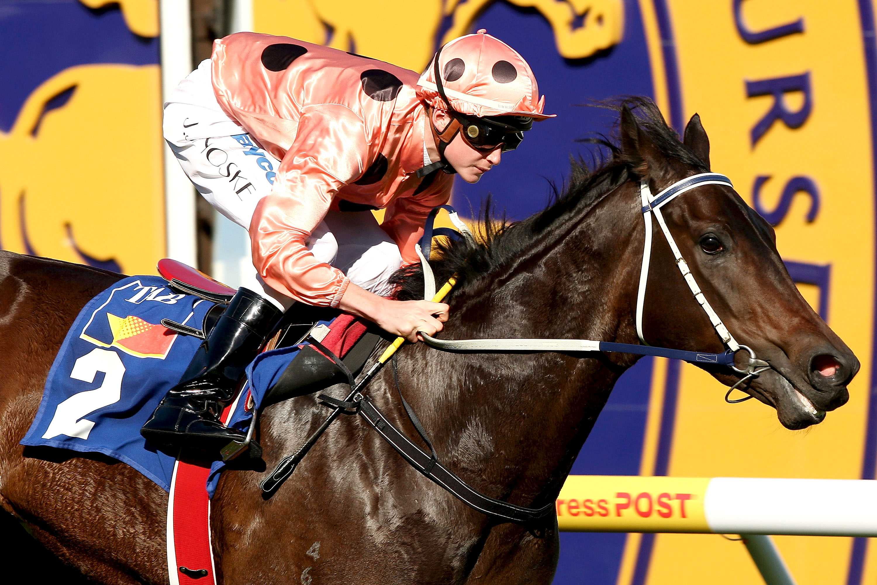 Black Caviar - the road to glory - ABC News
