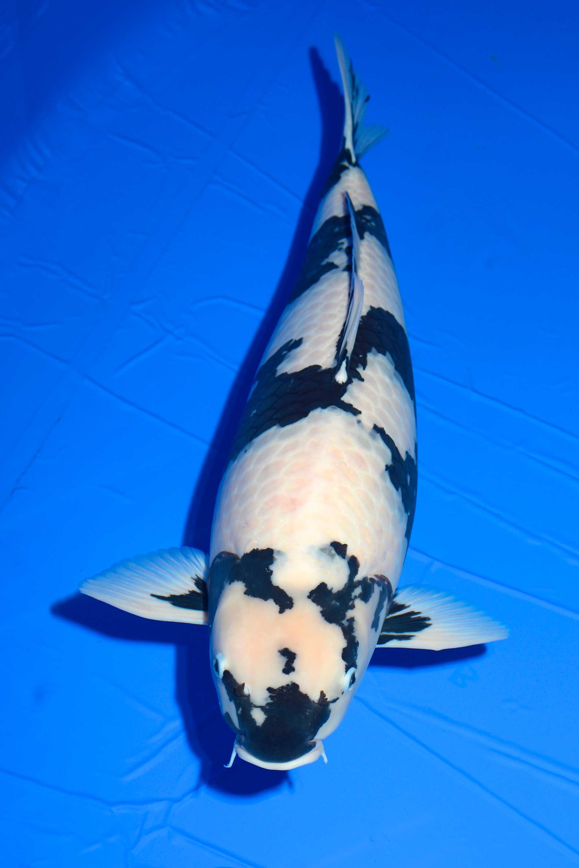 Koi keeping love affair - ABC Radio National