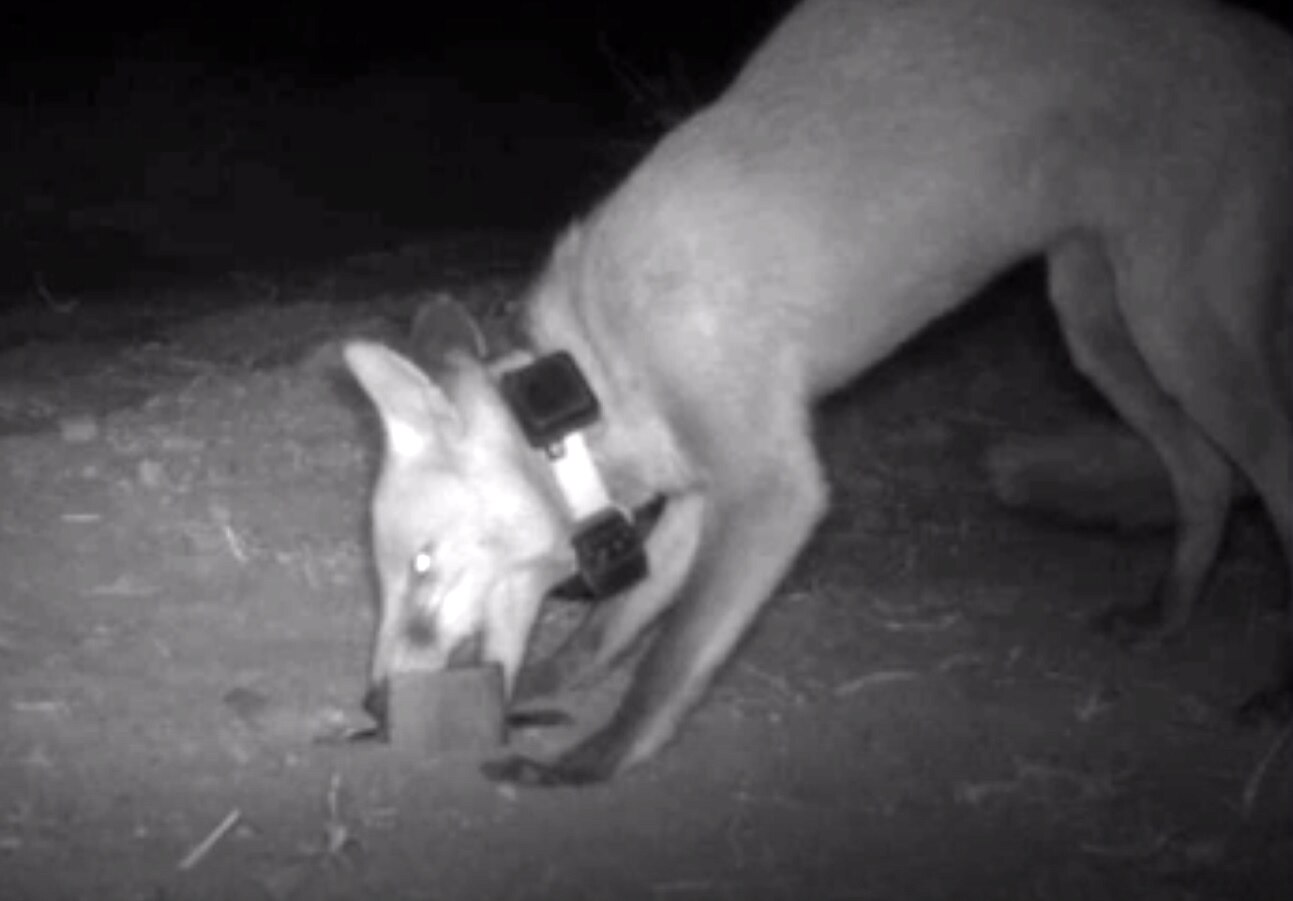 A fox takes the test bait - ABC News