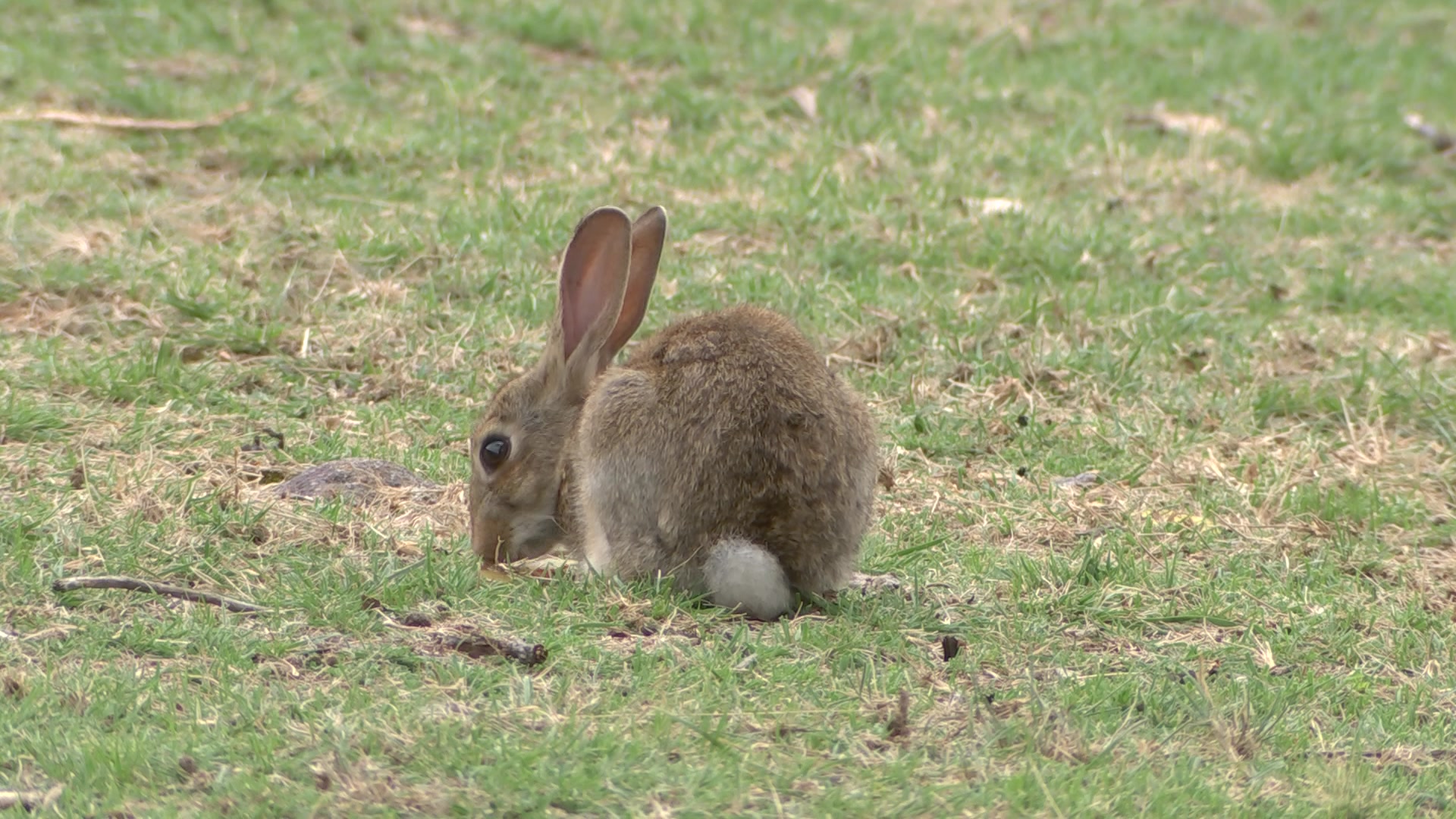 Australia's rabbit invasion began with 24 bunnies, genetic research ...