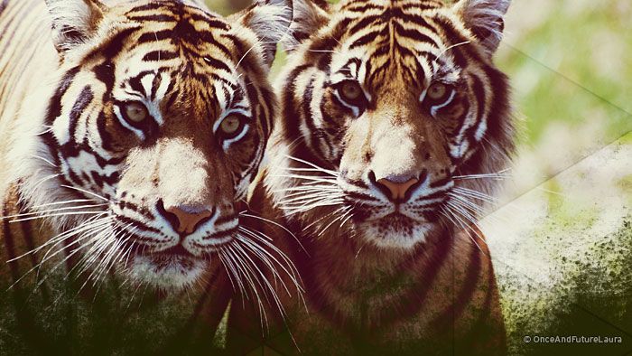 Paper Tiger - Behind The News