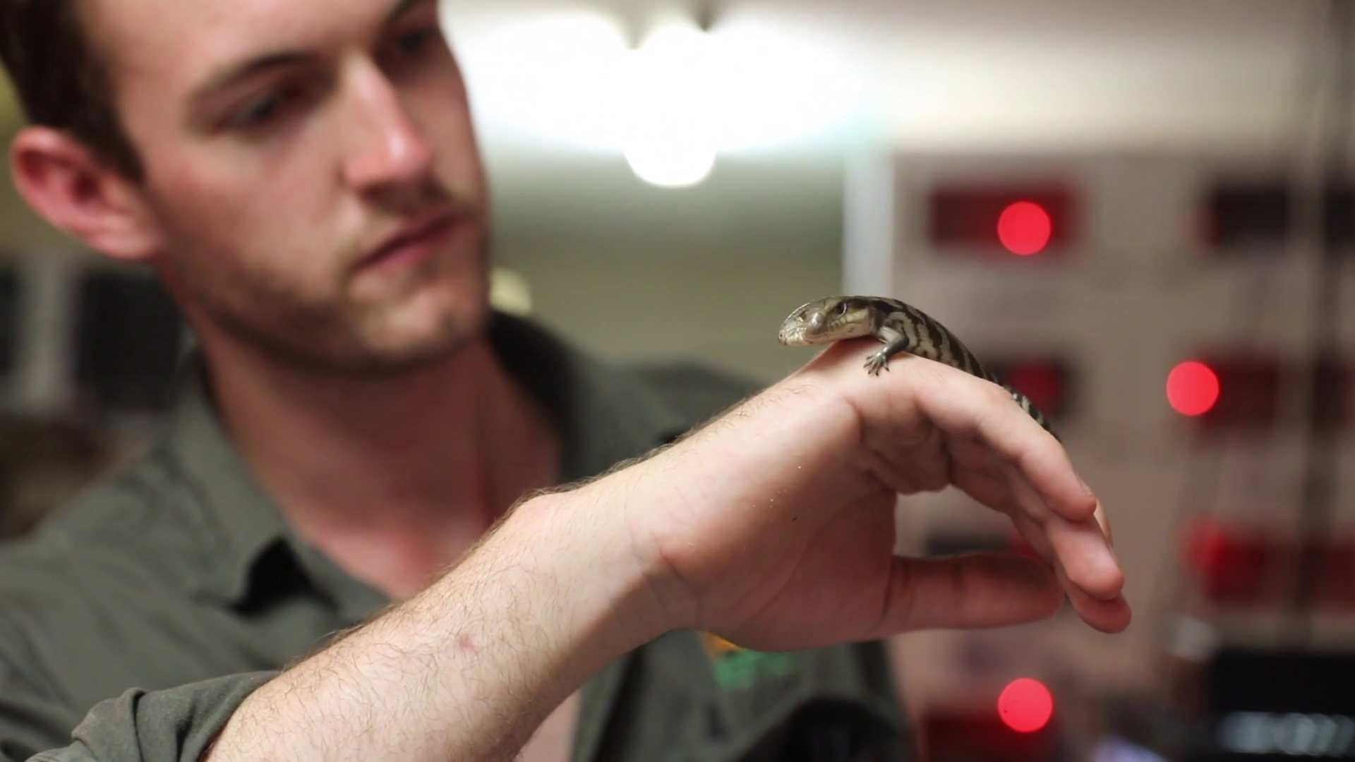 Two-headed blue-tongue lizard handed to NSW reptile park - ABC News