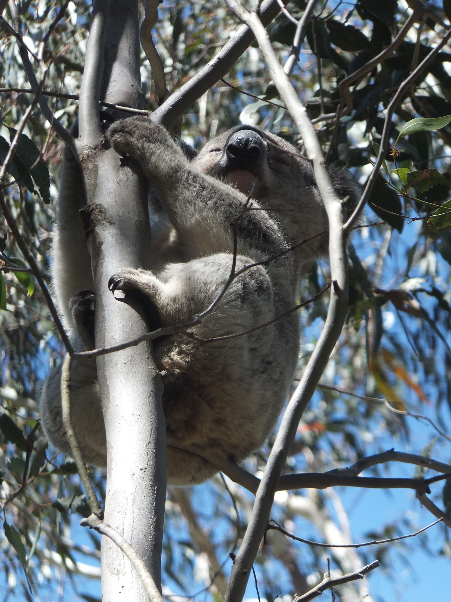 Koala mapping near Mudgee discovers strong population and ideal habitat ...