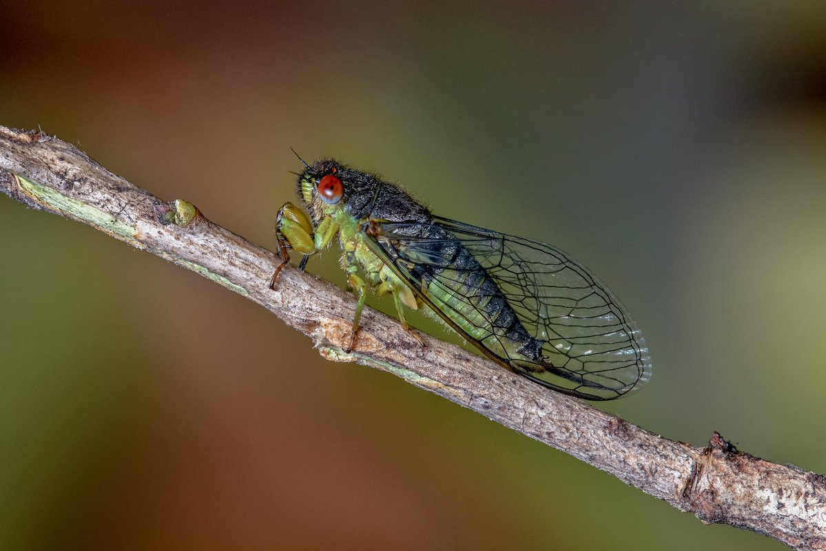 Rare red-eyed fairy cicada sighted on NSW south coast - ABC News