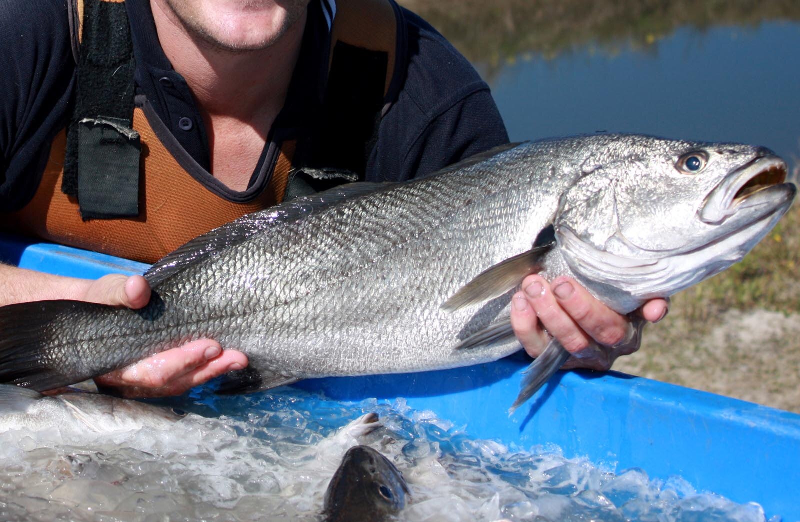 Mulloway proves a marathon champ - ABC News