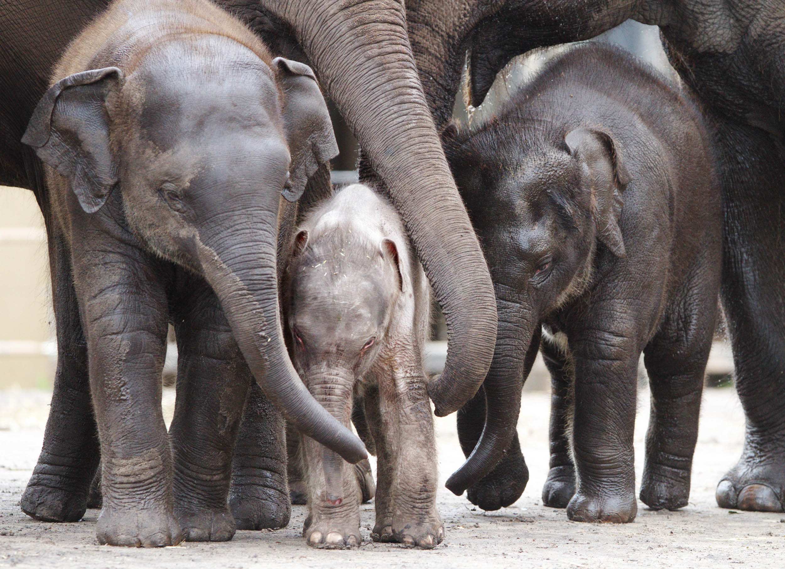 A mission to save elephant calves - ABC listen