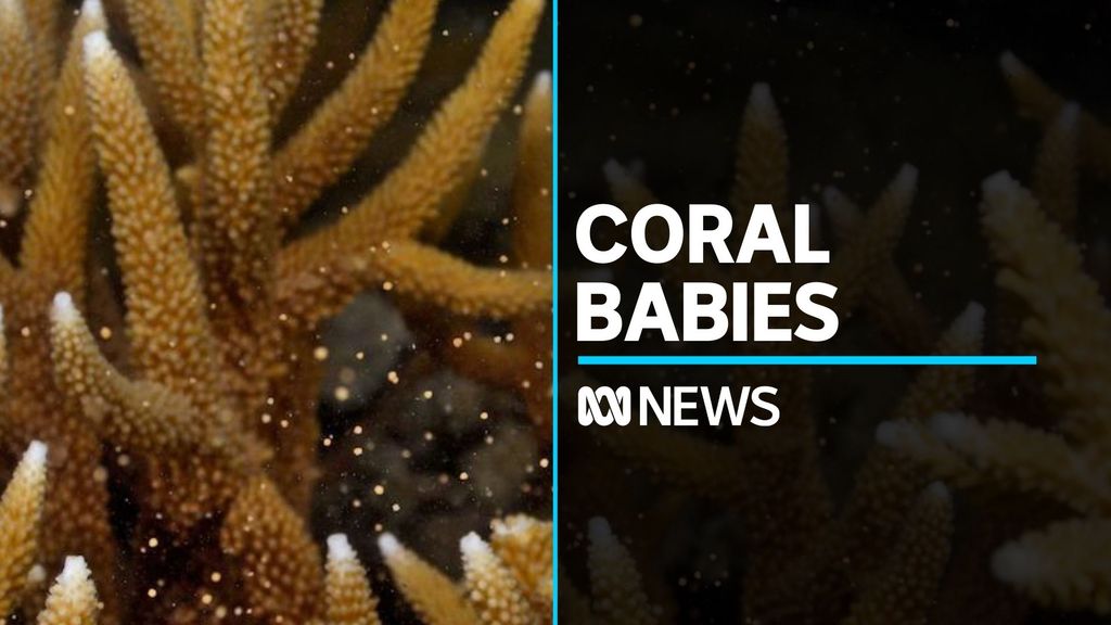 Coral IVF program helping to revive reefs - ABC News