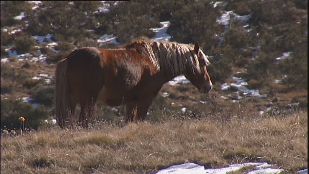 National Parks Association backs call for brumby cull in Alpine region ...
