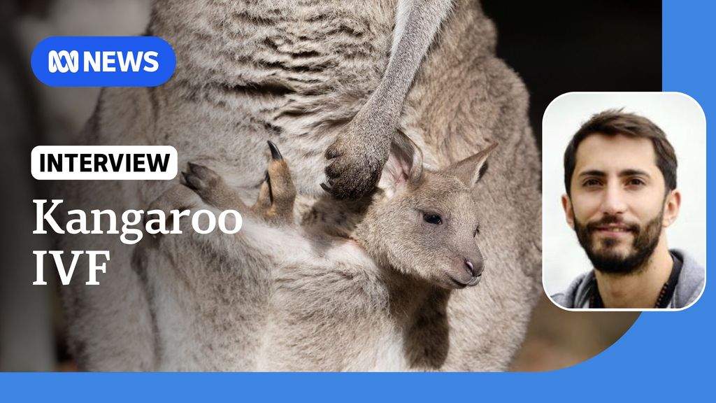 Scientists have successfully produced the first kangaroo embryo through ...