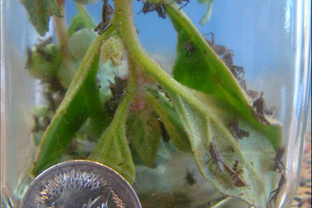 SA authorities ready to spray locusts - ABC News