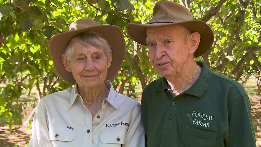 Hazelnut farmers prepare the ground for the coming harvest. - ABC News