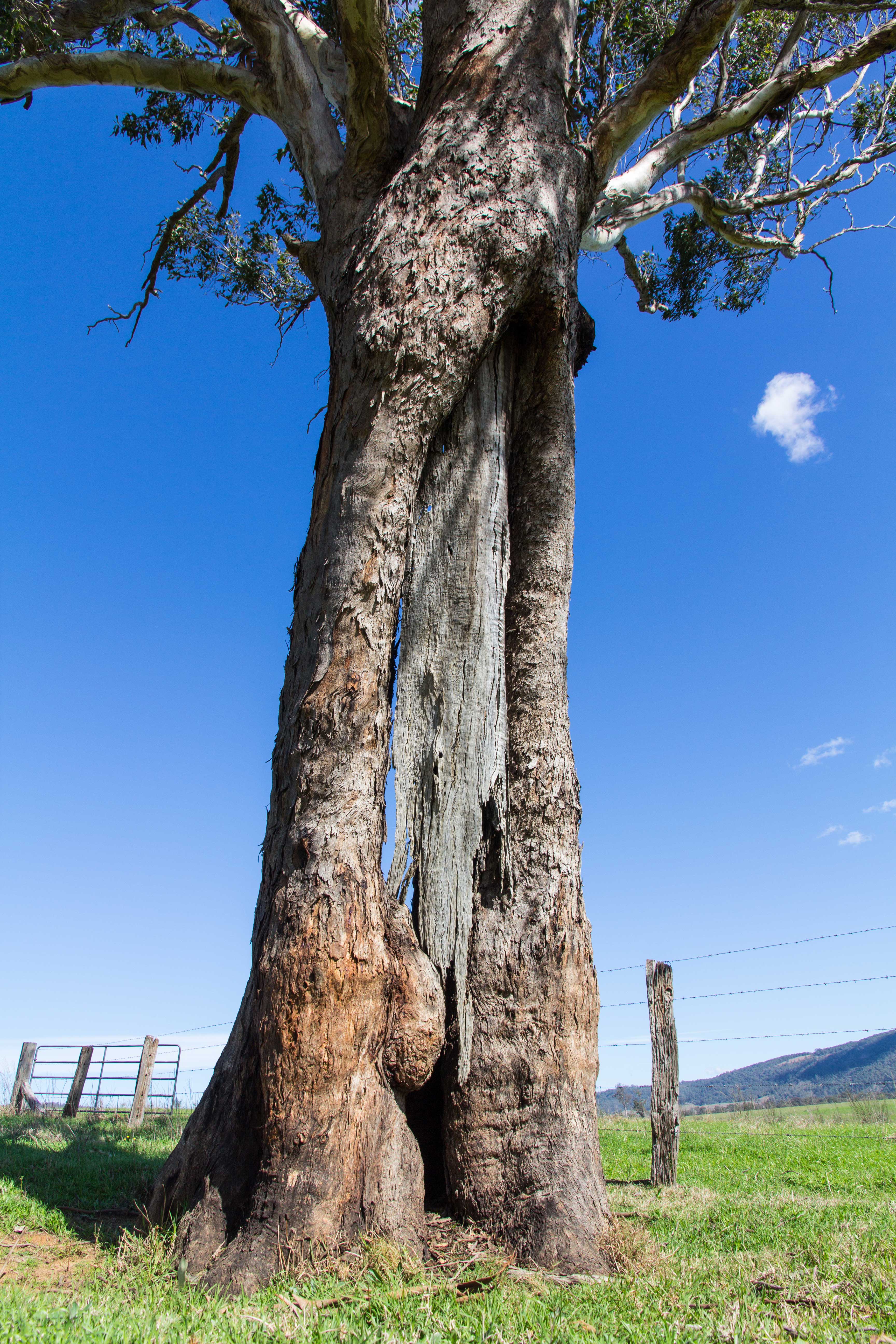 Rare Aboriginal 'scar tree' discovered on Hunter Valley farm - ABC News
