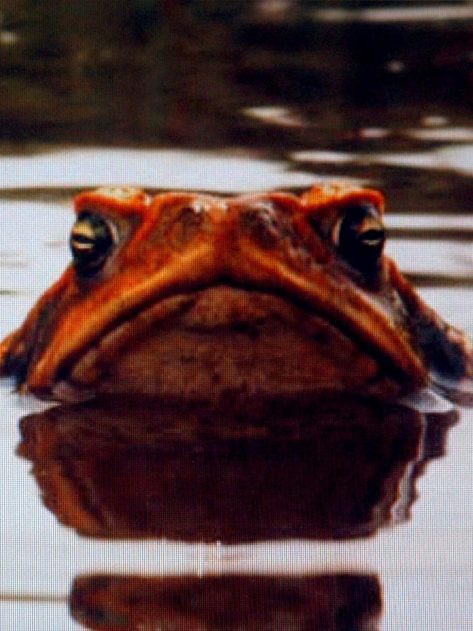 3D cane toads invade BIFF - ABC News
