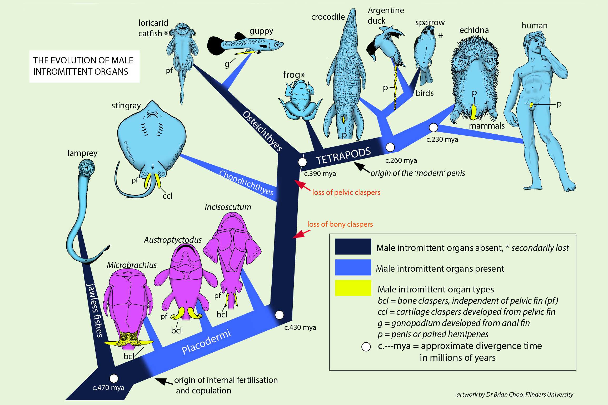 Small Bony Fish Earliest Example Of Copulation Abc Listen
