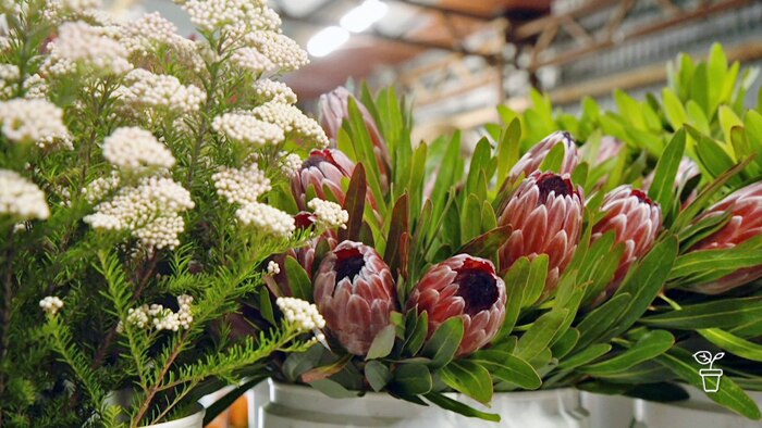 Small Flower Farm Australia | Best Flower Site