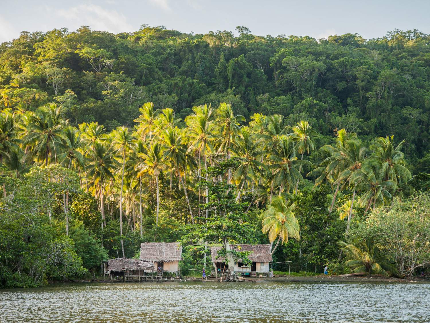 Queens Canopy program safeguarding ancient Pacific forests - ABC Pacific