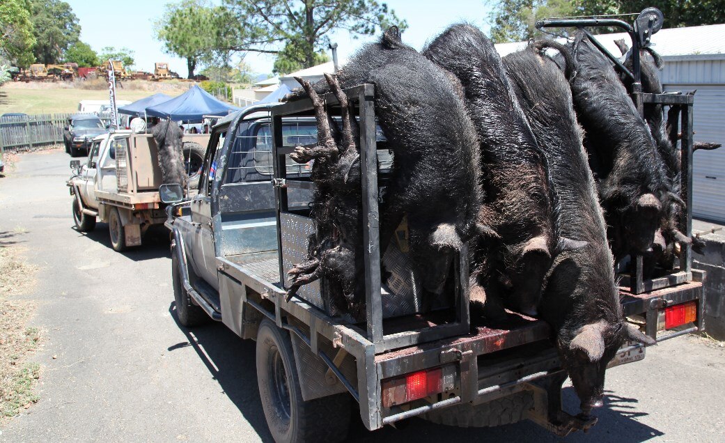 Queensland pig hunting championships attract criticism - ABC News