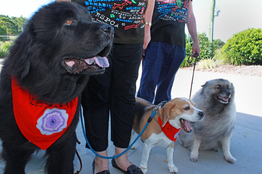 Rescue dogs honour fallen war animals in Mackay Anzac Day parade - ABC News