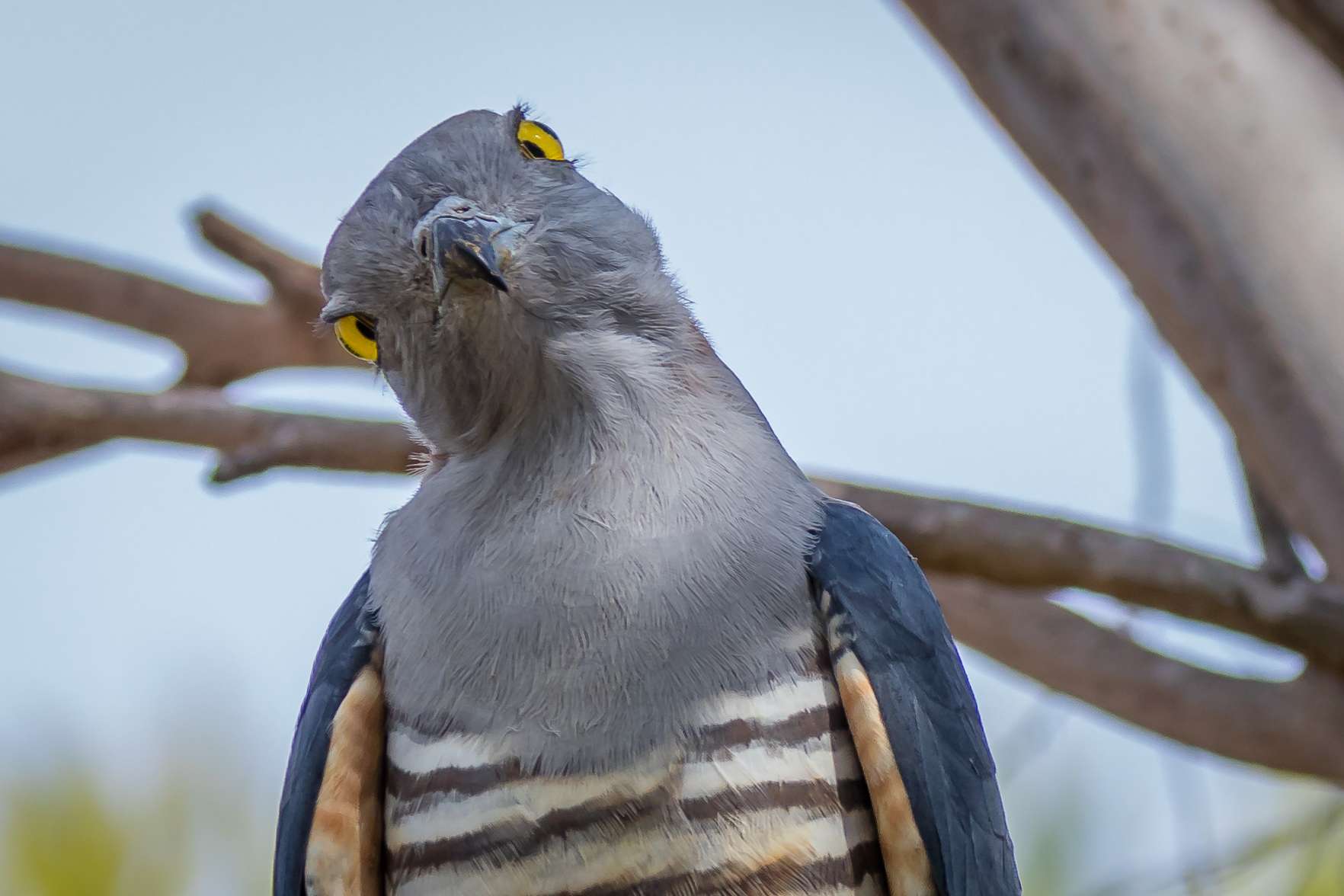 Focus: Lose count of the birds at Brisbane's Oxley Common - ABC listen