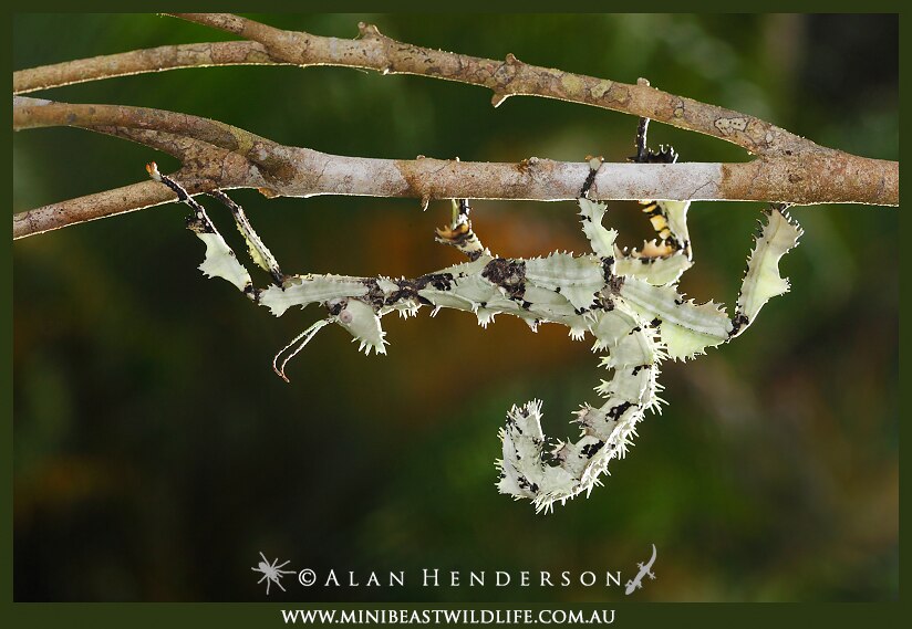 Far north Queensland 'bug wrangler' breeds insects and spiders for TV ...