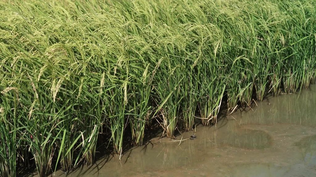 Low Carbon Rice: Cutting the carbon footprint of rice - ABC News