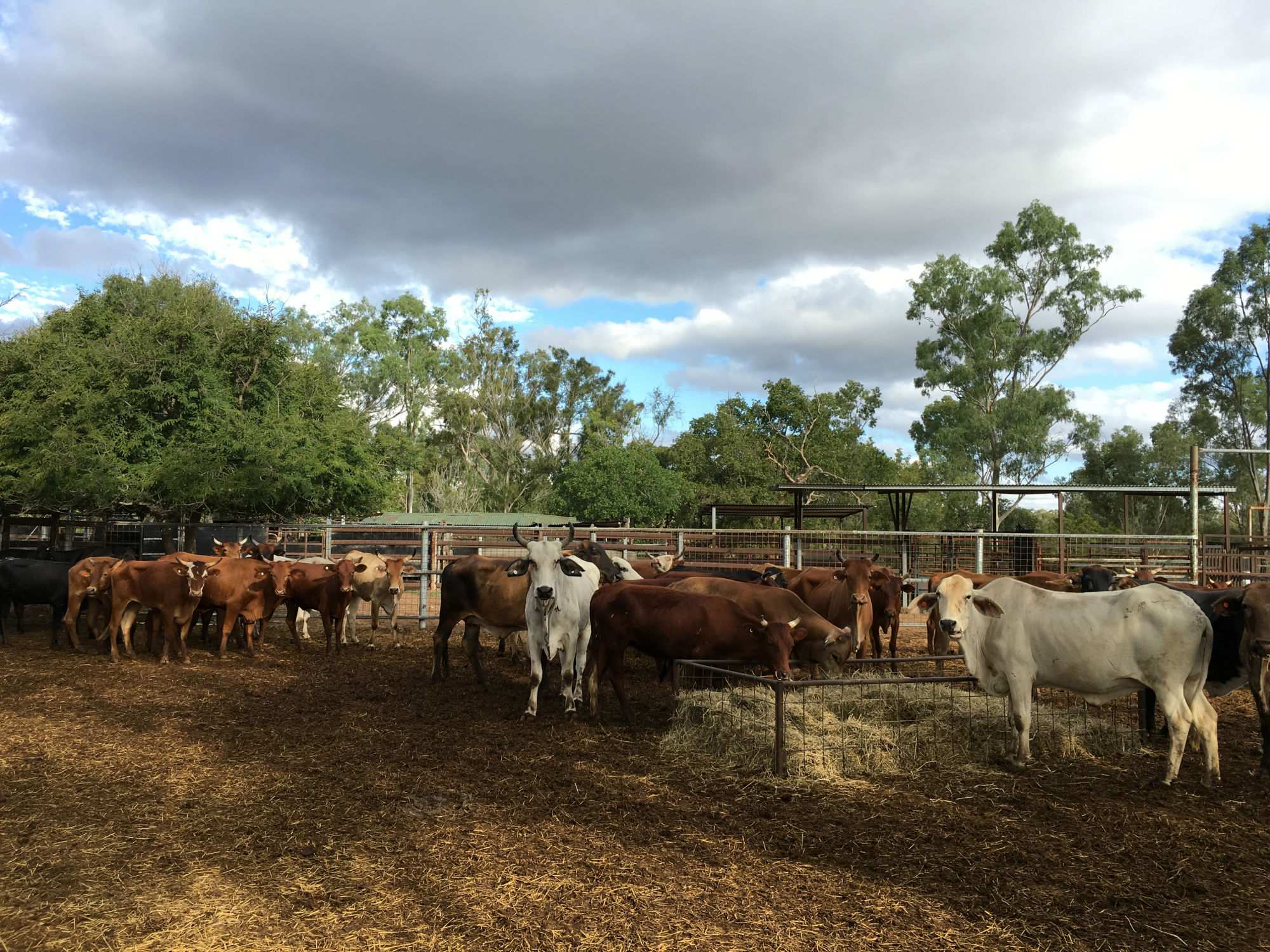 Beef price rise to continue as graziers gamble to rebuild cattle herds ...