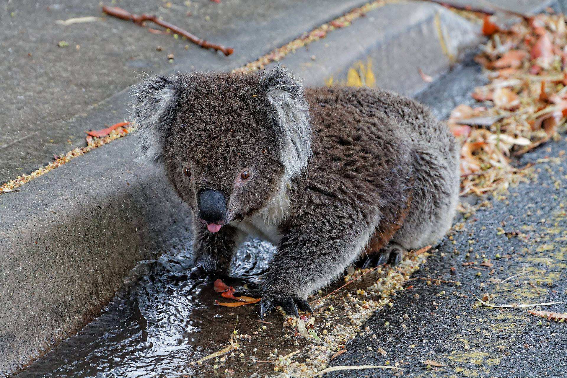 Koala finds cool roadside refreshment from rainwater after Adelaide ...