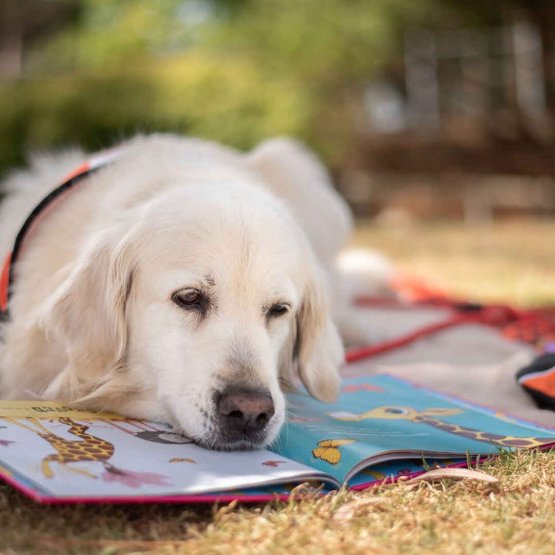 Dogs welcome in Townsville classrooms to help kids enjoy reading - ABC ...