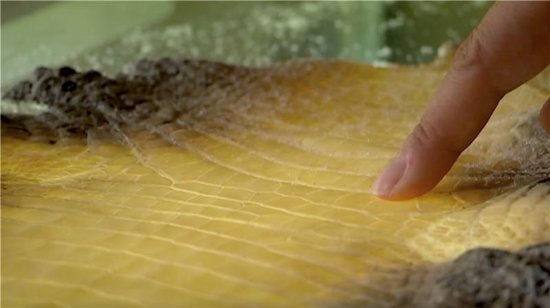 New research aims to reduce waste and improve animal welfare in the ...