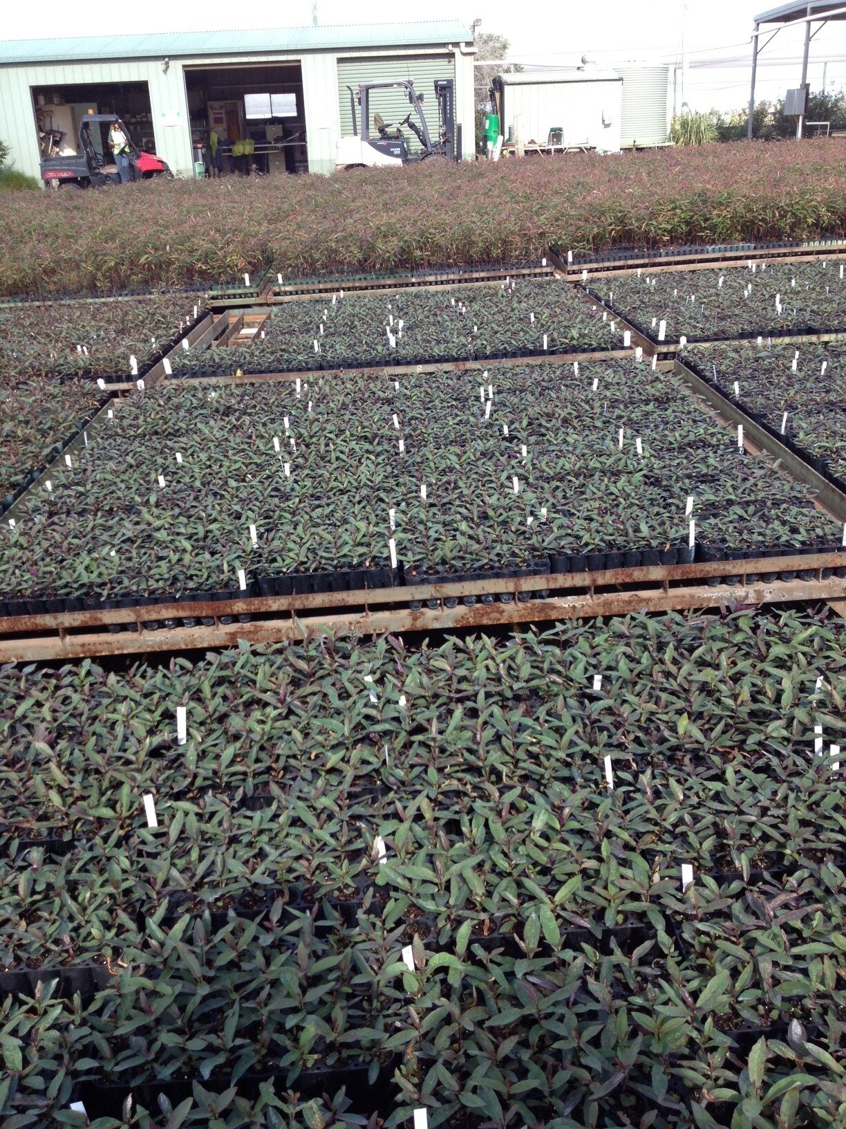 NSW Forestry Corp has big plans for clear-felled forest west of Coffs ...