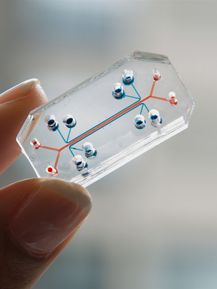 Scientists hope to create microchip human organs for testing new drugs ...