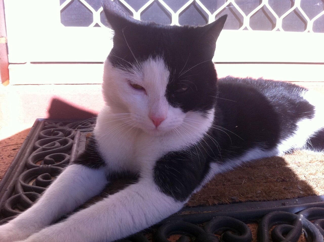 Owner of decapitated cat in Mandurah 'shocked, disgusted' by cruelty ...