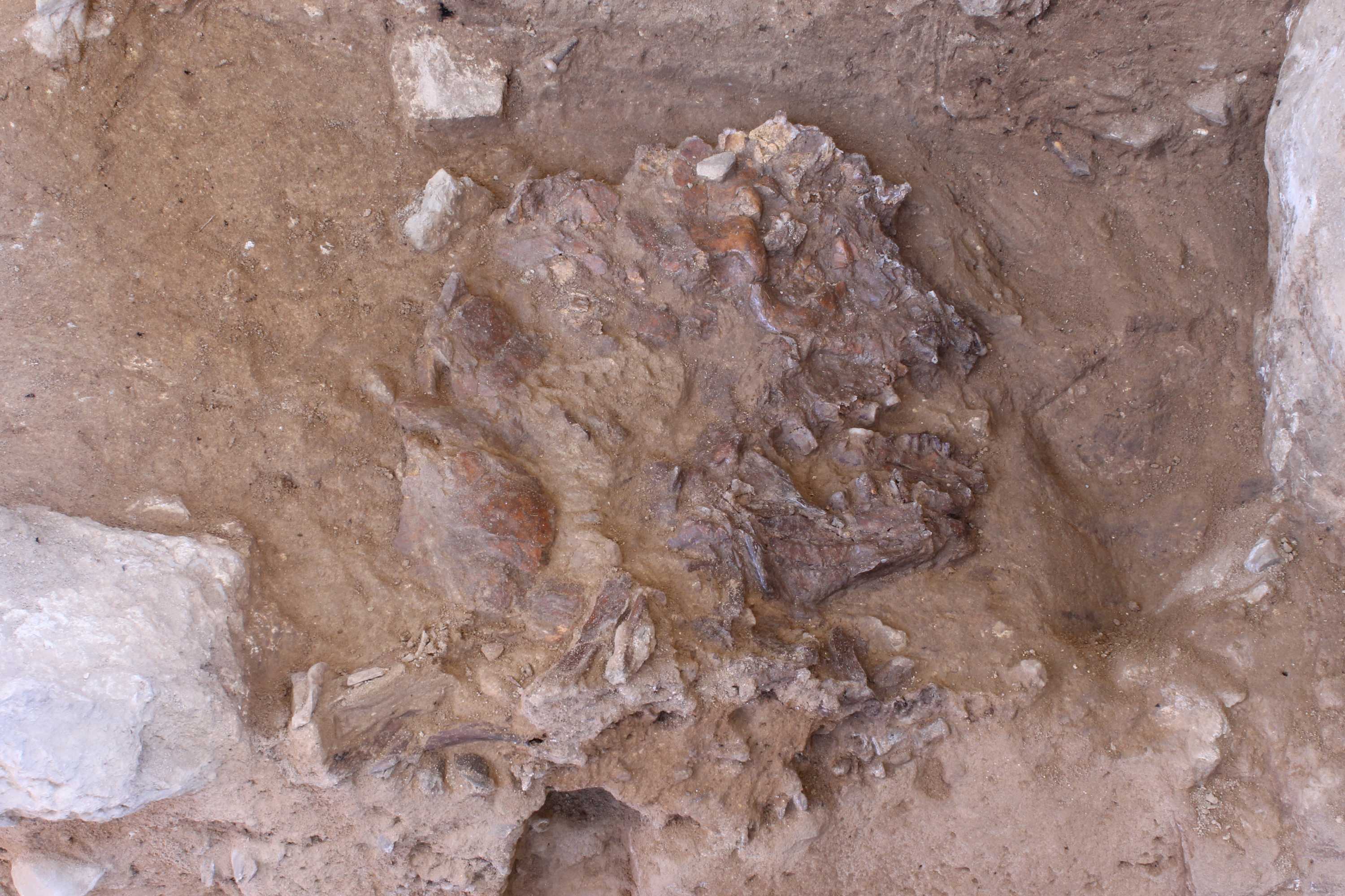 Neanderthal skeleton unearthed at 'flower burial' site in Iraq holds ...