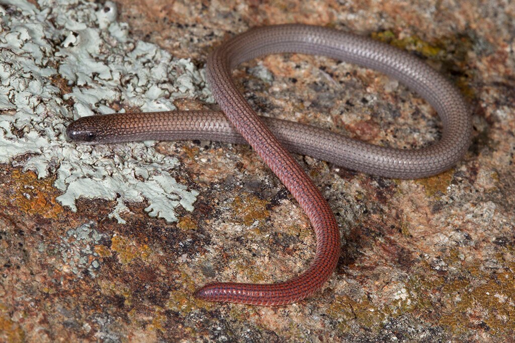 Bush Capital exhibition explores Canberra's diverse landscapes, flora ...