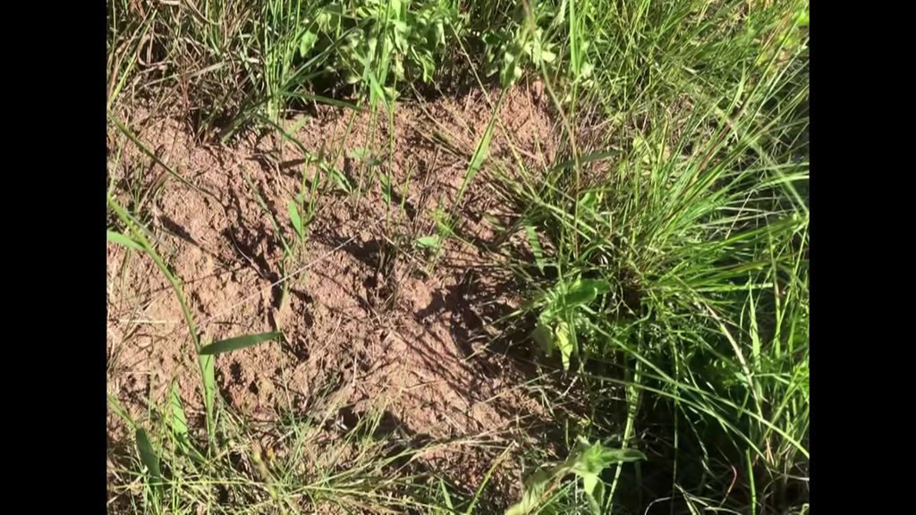 Fire ant nests don't have holes - ABC News