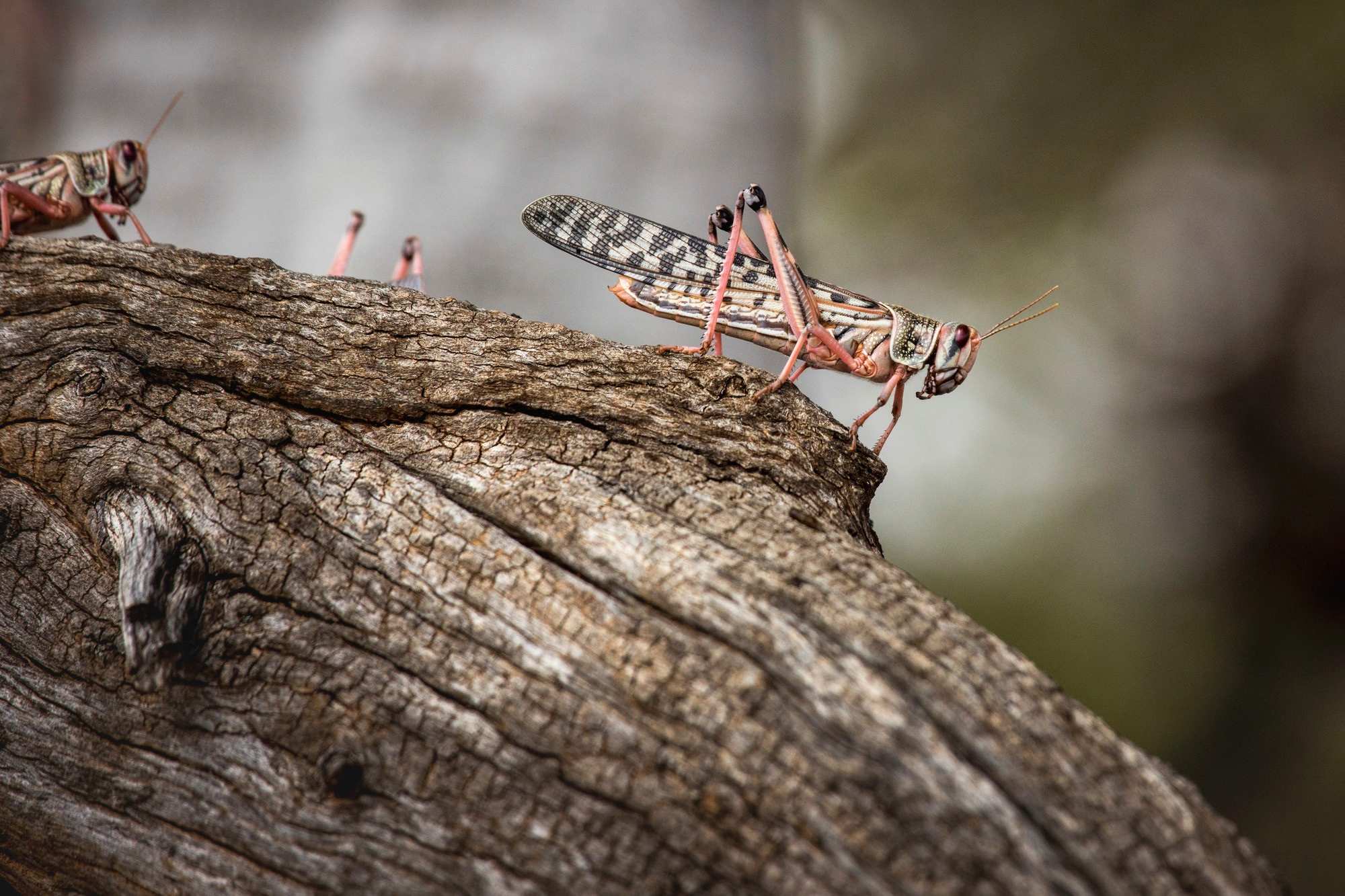 Locust and coronavirus crises are threatening to drive large-scale ...