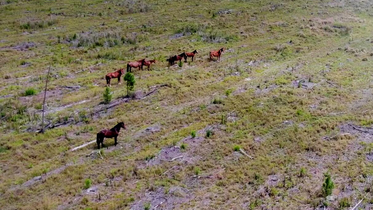 The Brumby Project shows wild horses' big potential - ABC News