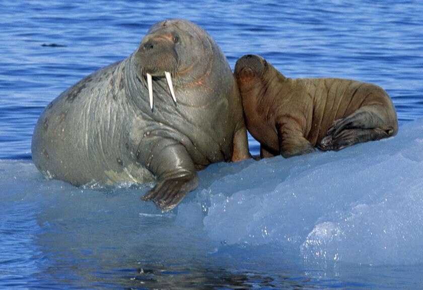 ExxonMobil ridiculed for walrus oil spill plan - ABC News