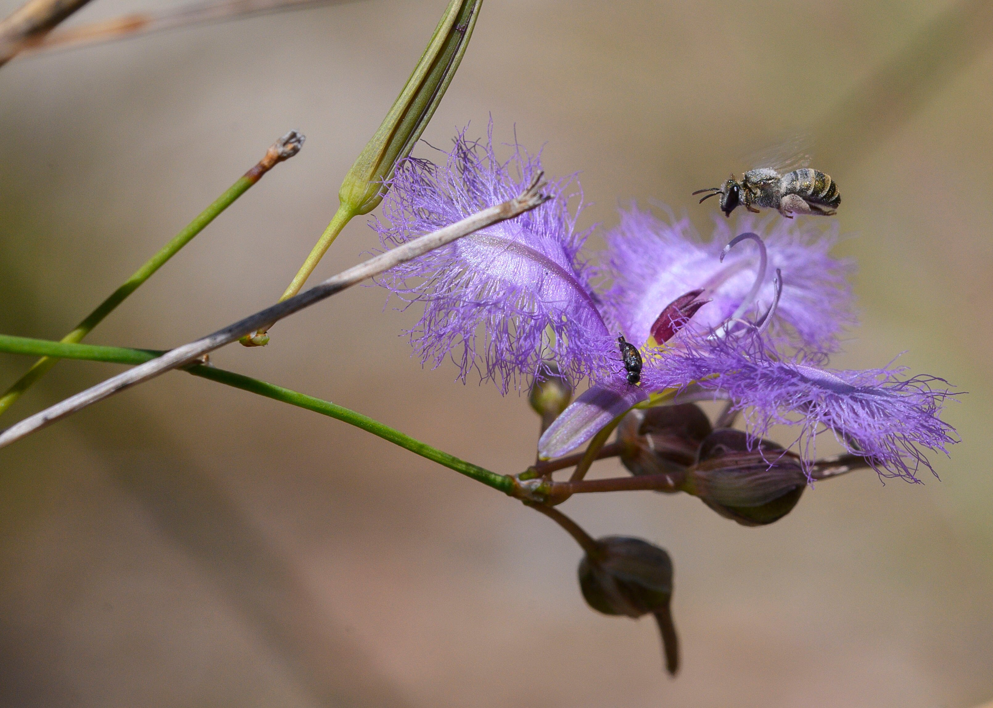 Mice are primary pollinators for Australian banksia that flowers low to ...