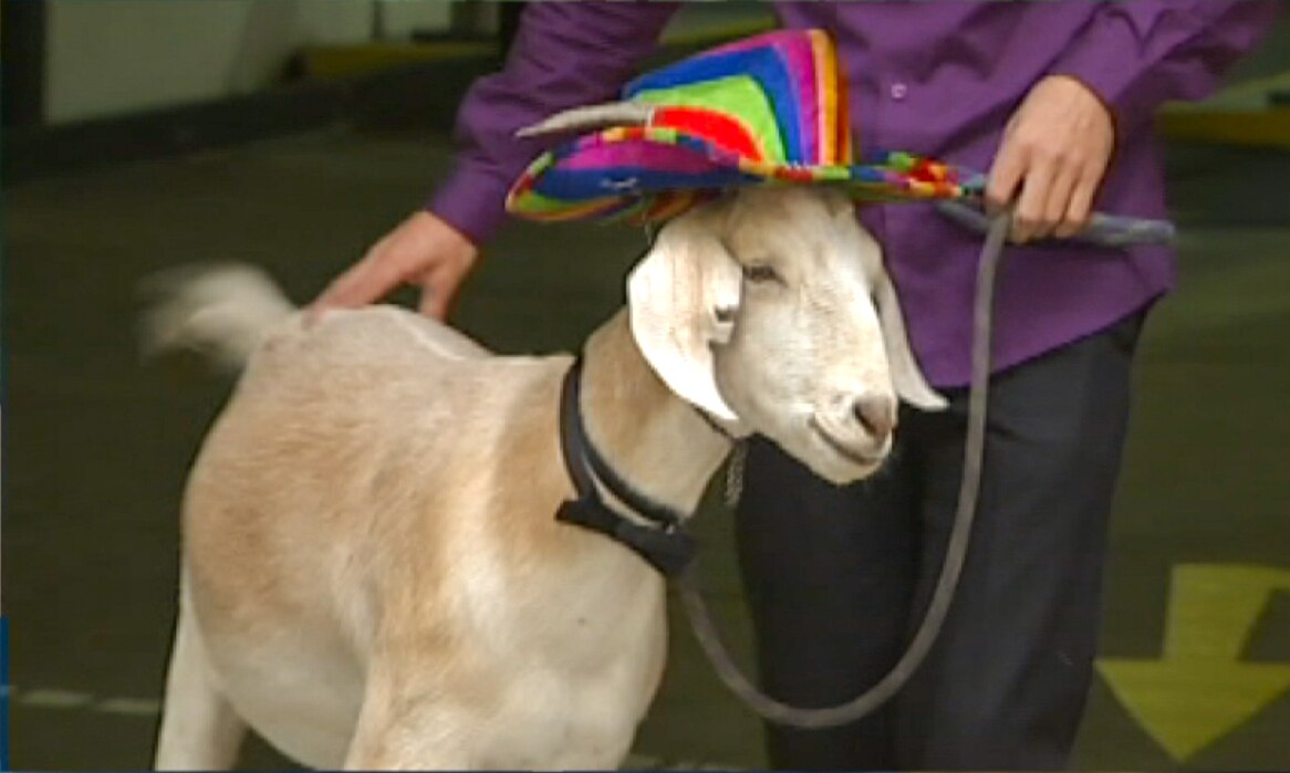 Gary the goat's journey from country comedian's hostage to social media ...