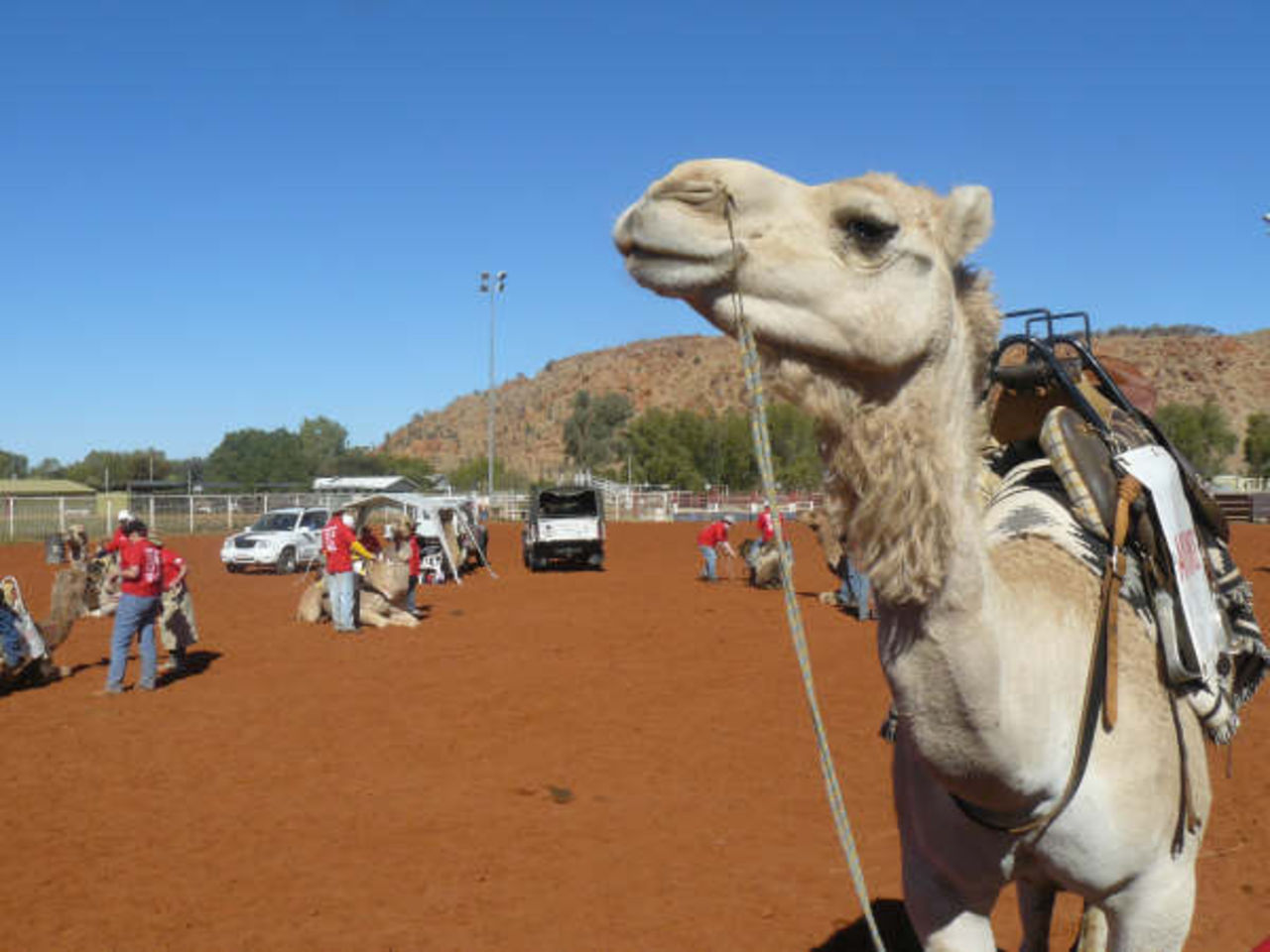5,000 expected at Melbourne Cup of camel racing - ABC News