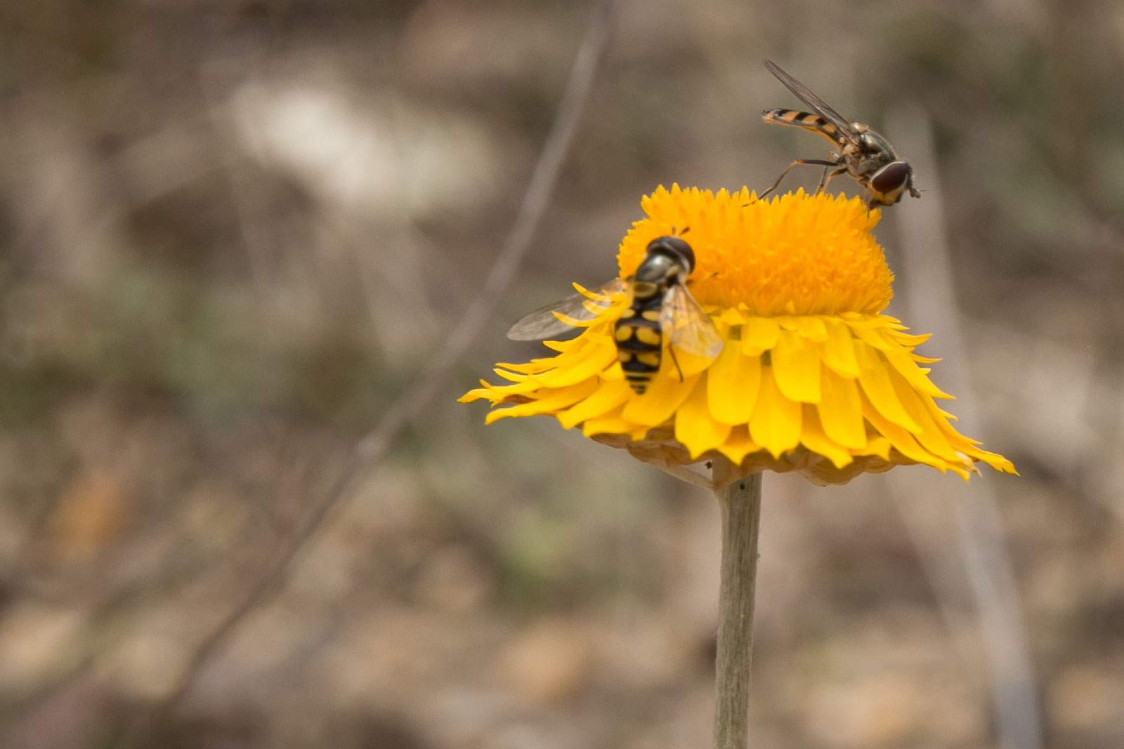 Native pollinators attract attention as landholders and community ...
