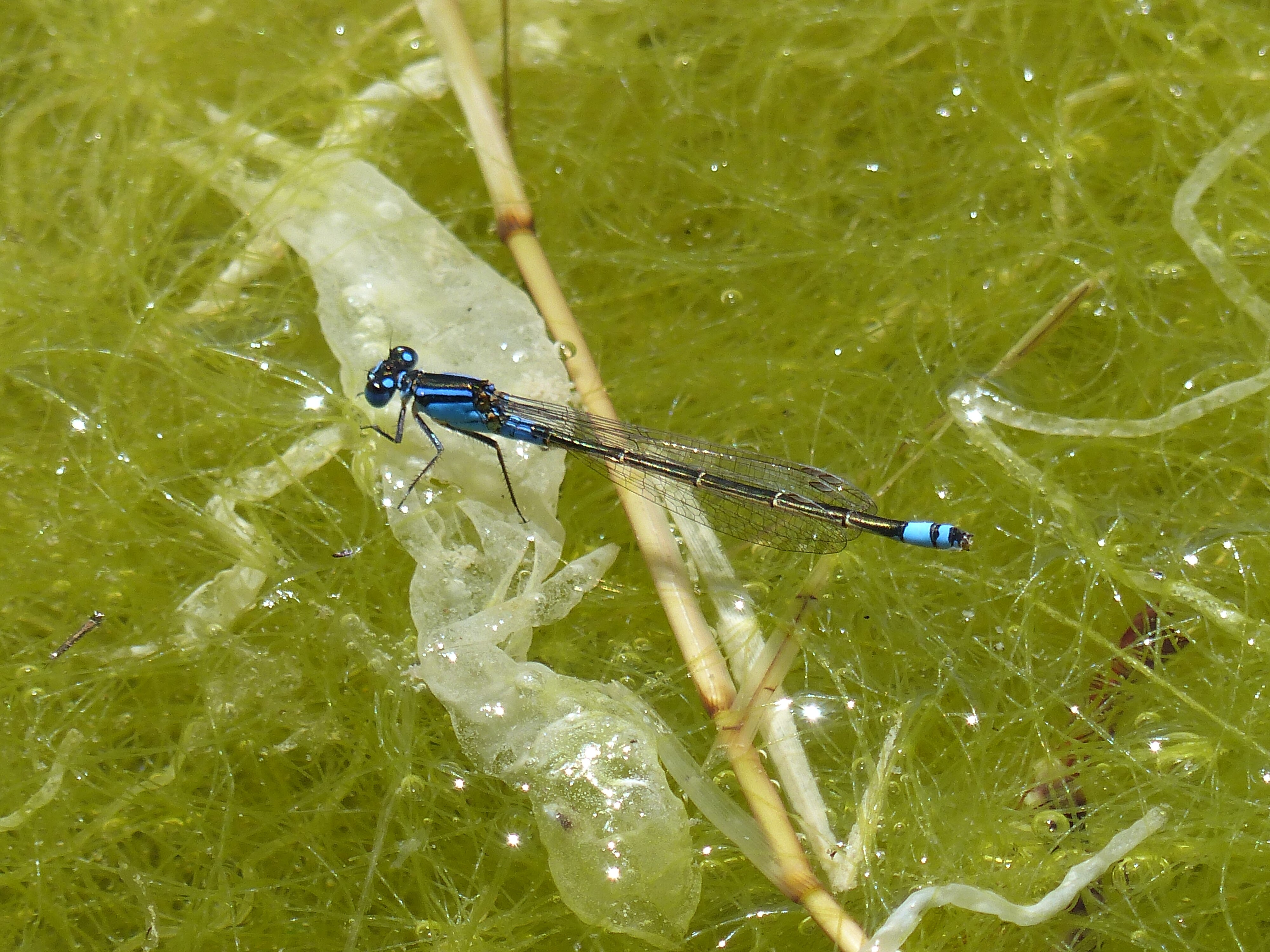 Dragonflies and damselflies: Why these vividly coloured, mosquito ...