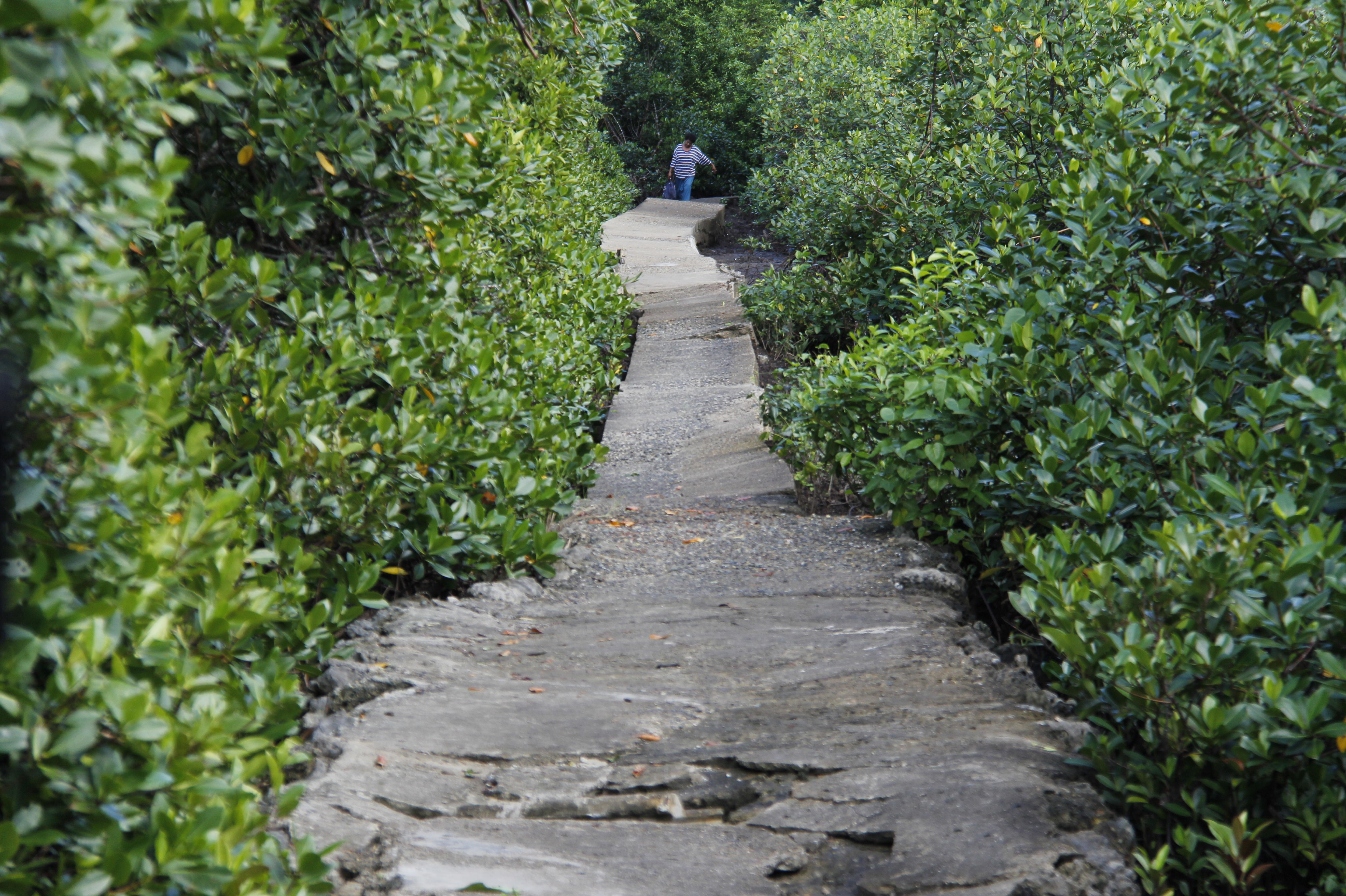 Ultimate test for mobile journalism, as radio program Pacific Prepared ...