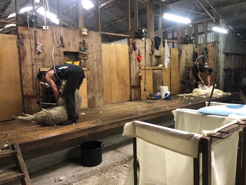 Coronavirus affects work in shearing sheds in Tasmania - ABC listen