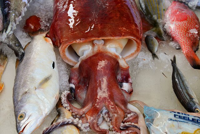 Giant potential: giant squid fishing could be next big Pacific market ...