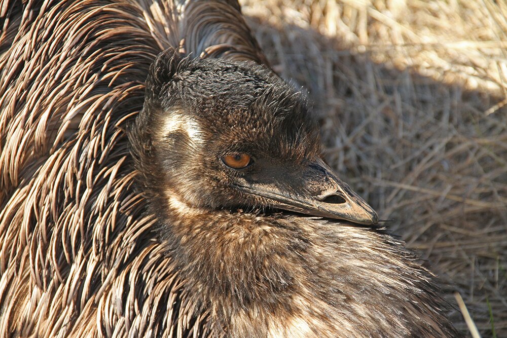 Emu farming, is there a future in Australia? - ABC News